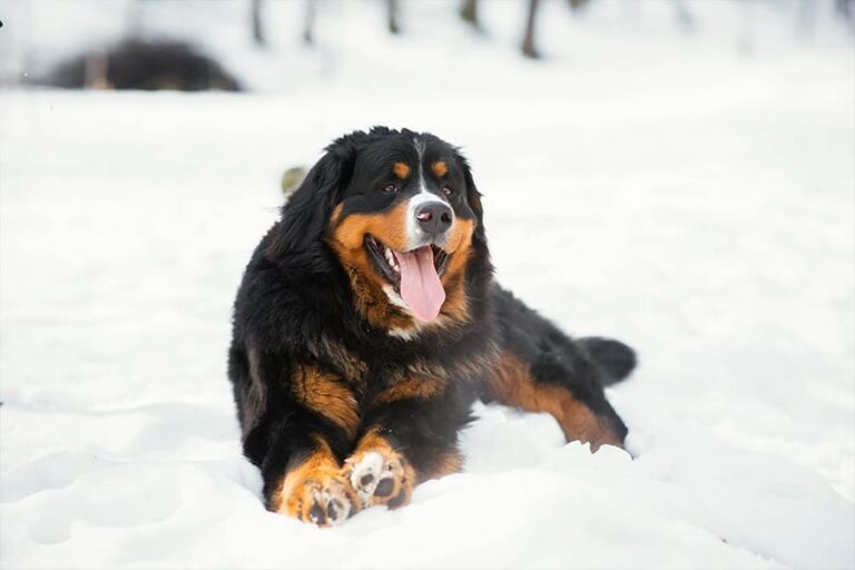 Alles wat je moet weten over het Berner Sennenhond