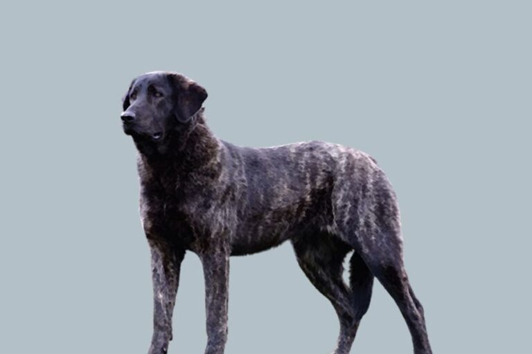 Cão de Castro Laboreiro