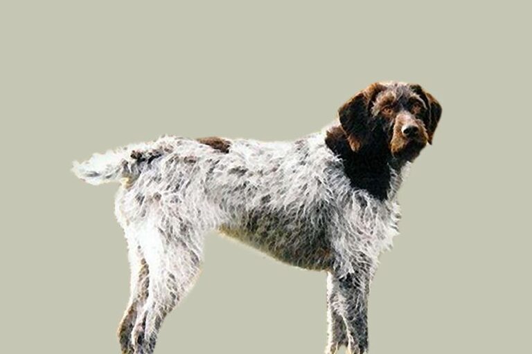 Duitse Staande Hond Stekelhaar