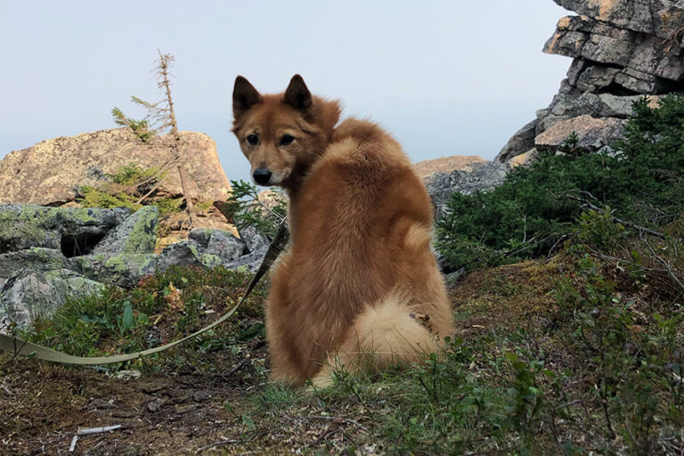 Alles wat je moet weten over de Finse Dog | CANINE BREEDS
