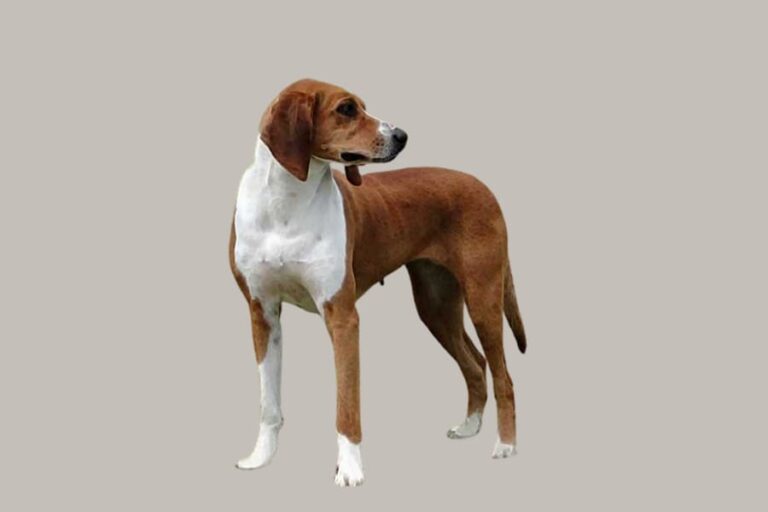 Alles wat je moet weten over de Hygenhund CANINE BREEDS