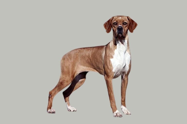 Portuguese Pointer