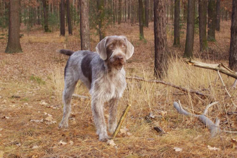 Slovensky Hrubosrsty Stavac